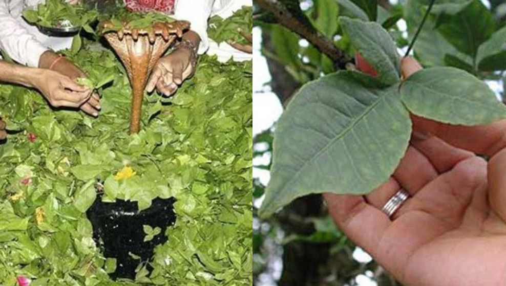 बेलपत्र किसी औषधि से कम नहीं, जानिए इसके अनेक फायदे...