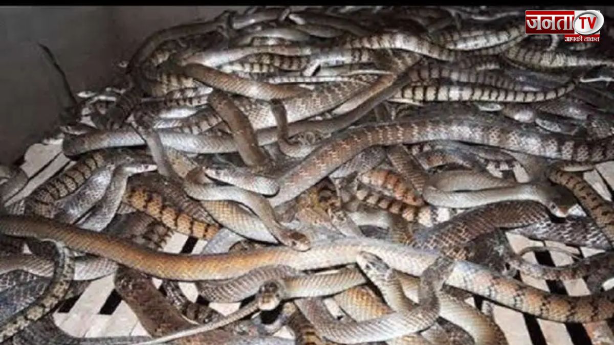 इस देश में होती है जहरीले सांपों की खेती, हर साल पैदा होते लाखो नाग-नगीन