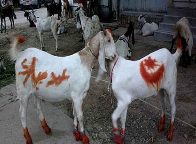 Bakrid 2023 : देशभर में आज मनाई जा रही ईद-उल-अजहा, जानें कुर्बानी के ...